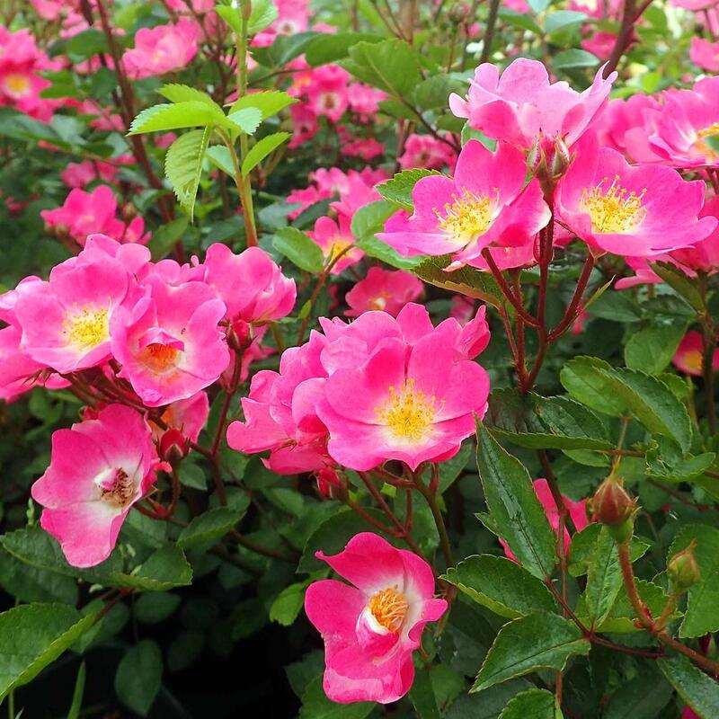 商品情報サイズ鉢サイズ：3.5リットル6号ポット枝の長さ：10〜20cm注意点※品種データーは北海道十勝地方基準です。目安としてご参照ください。※花苗は努めて良質なものをお届け致しますが、色、形、育成については環境、季節により異なります。※...