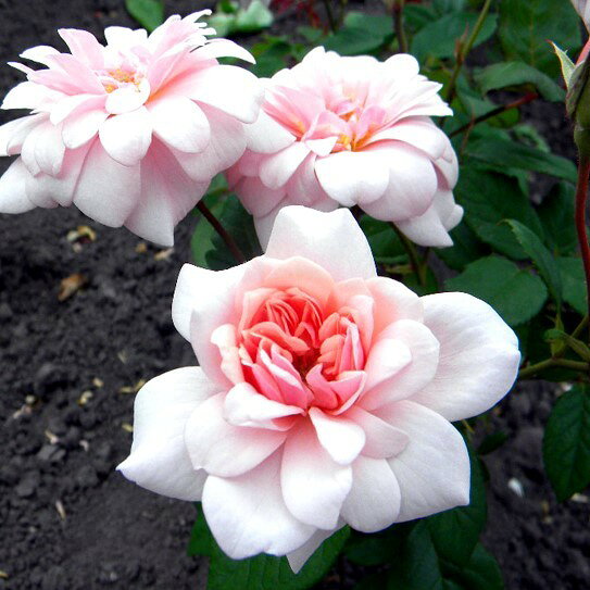 商品情報サイズ鉢サイズ：3.5リットル6号ポット枝の長さ：10〜20cm注意点※品種データーは北海道十勝地方基準です。目安としてご参照ください。※花苗は努めて良質なものをお届け致しますが、色、形、育成については環境、季節により異なります。※...