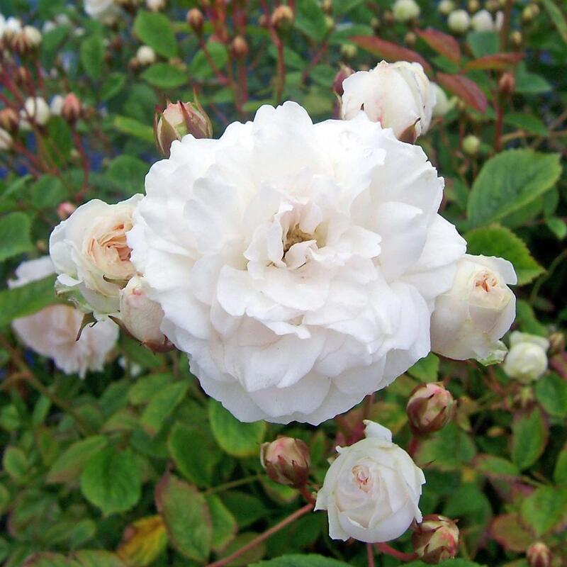 商品情報サイズ鉢サイズ：3.5リットル6号ポット枝の長さ：10〜20cm注意点※品種データーは北海道十勝地方基準です。目安としてご参照ください。※花苗は努めて良質なものをお届け致しますが、色、形、育成については環境、季節により異なります。※...