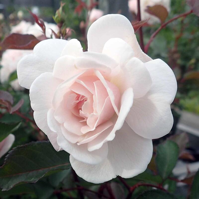 商品情報サイズ鉢サイズ：3.5リットル6号ポット枝の長さ：10〜20cm注意点※品種データーは北海道十勝地方基準です。目安としてご参照ください。※花苗は努めて良質なものをお届け致しますが、色、形、育成については環境、季節により異なります。※...