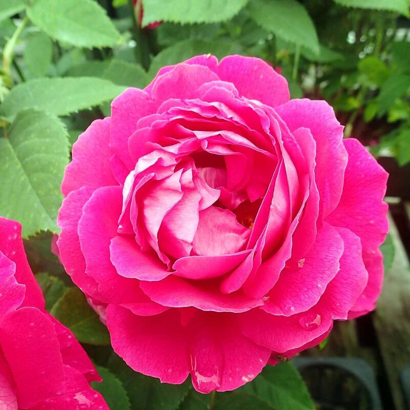 商品情報サイズ鉢サイズ：3.5リットル6号ポット枝の長さ：20〜30cm注意点※品種データーは北海道十勝地方基準です。目安としてご参照ください。※花苗は努めて良質なものをお届け致しますが、色、形、育成については環境、季節により異なります。※...