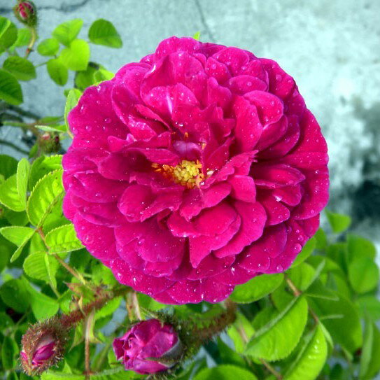 商品情報サイズ鉢サイズ：3.5リットル6号ポット枝の長さ：20〜30cm注意点※品種データーは北海道十勝地方基準です。目安としてご参照ください。※花苗は努めて良質なものをお届け致しますが、色、形、育成については環境、季節により異なります。※...