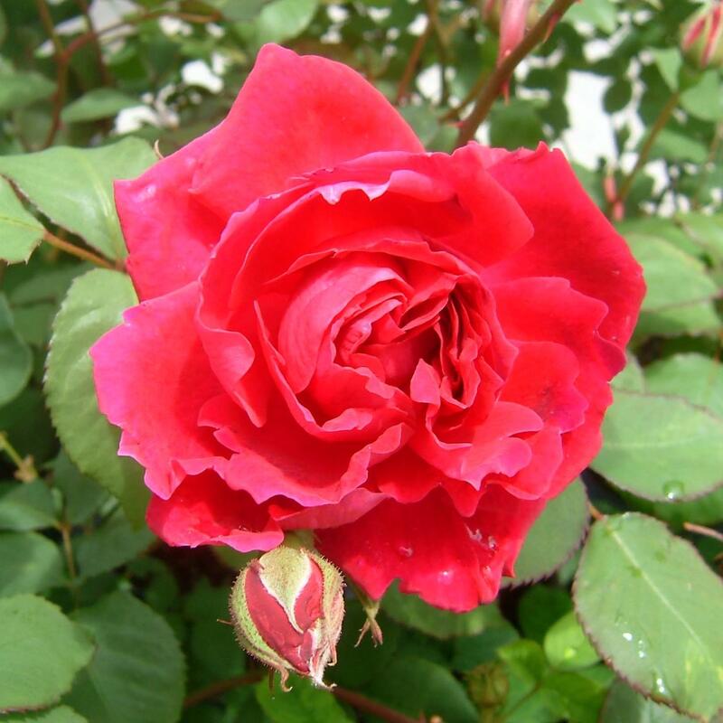 商品情報サイズ鉢サイズ：3.5リットル6号ポット枝の長さ：20〜30cm注意点※品種データーは北海道十勝地方基準です。目安としてご参照ください。※花苗は努めて良質なものをお届け致しますが、色、形、育成については環境、季節により異なります。※...