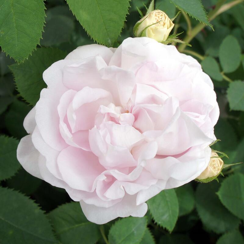 商品情報サイズ鉢サイズ：3.5リットル6号ポット枝の長さ：20〜30cm注意点※品種データーは北海道十勝地方基準です。目安としてご参照ください。※花苗は努めて良質なものをお届け致しますが、色、形、育成については環境、季節により異なります。※...