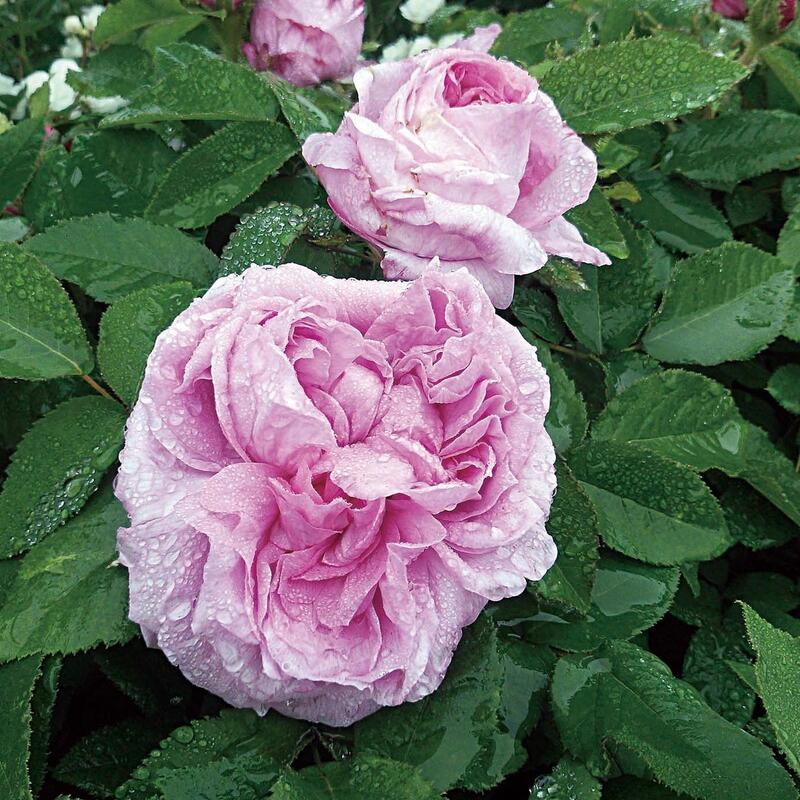 商品情報サイズ鉢サイズ：3.5リットル6号ポット枝の長さ：20〜30cm注意点※品種データーは北海道十勝地方基準です。目安としてご参照ください。※花苗は努めて良質なものをお届け致しますが、色、形、育成については環境、季節により異なります。※...