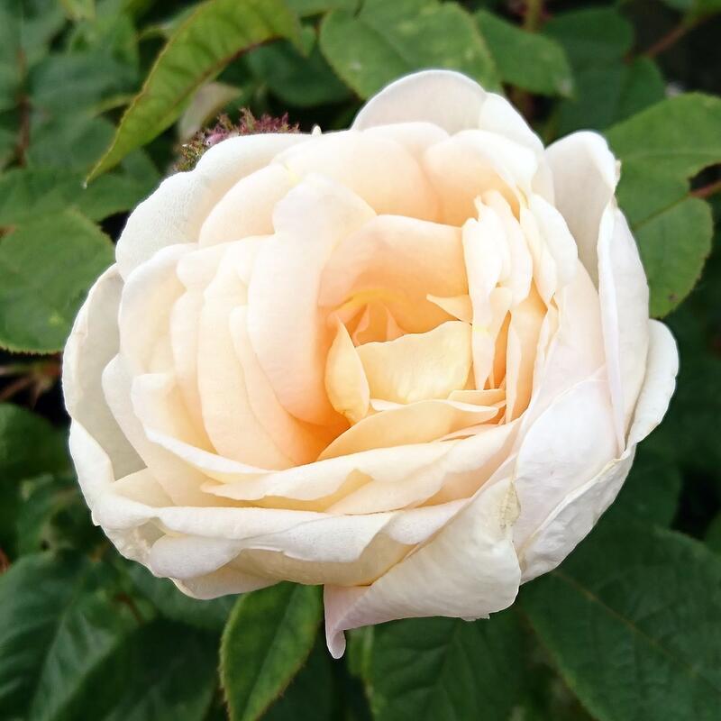 商品情報サイズ鉢サイズ：3.5リットル6号ポット枝の長さ：20〜30cm注意点※品種データーは北海道十勝地方基準です。目安としてご参照ください。※花苗は努めて良質なものをお届け致しますが、色、形、育成については環境、季節により異なります。※...