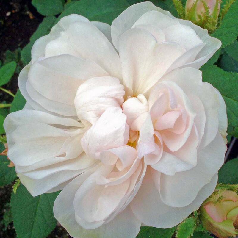 商品情報サイズ鉢サイズ：3.5リットル6号ポット枝の長さ：20〜30cm注意点※品種データーは北海道十勝地方基準です。目安としてご参照ください。※花苗は努めて良質なものをお届け致しますが、色、形、育成については環境、季節により異なります。※...