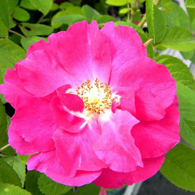 商品情報サイズ鉢サイズ：3.5リットル6号ポット枝の長さ：20〜30cm注意点※品種データーは北海道十勝地方基準です。目安としてご参照ください。※花苗は努めて良質なものをお届け致しますが、色、形、育成については環境、季節により異なります。※...