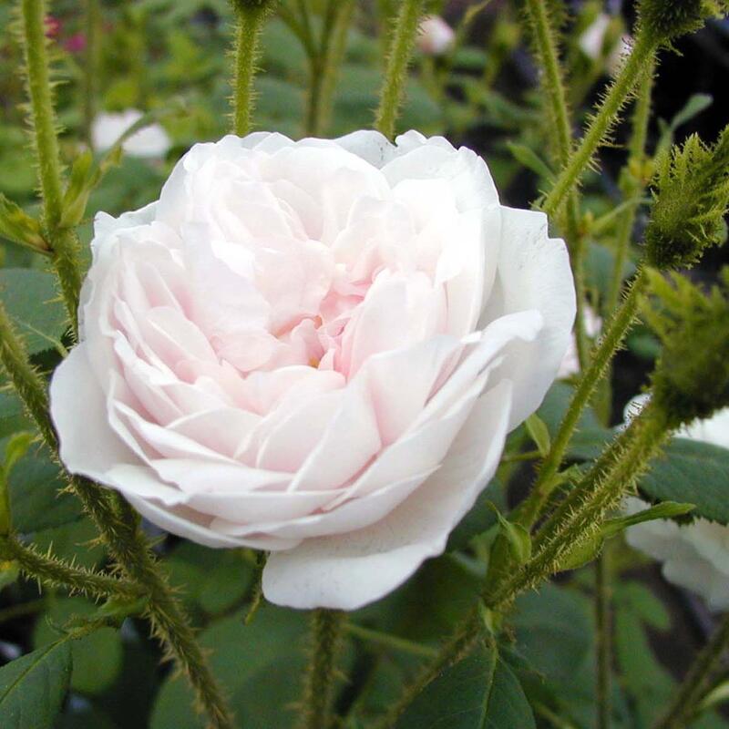 商品情報サイズ鉢サイズ：3.5リットル6号ポット枝の長さ：20〜30cm注意点※品種データーは北海道十勝地方基準です。目安としてご参照ください。※花苗は努めて良質なものをお届け致しますが、色、形、育成については環境、季節により異なります。※...