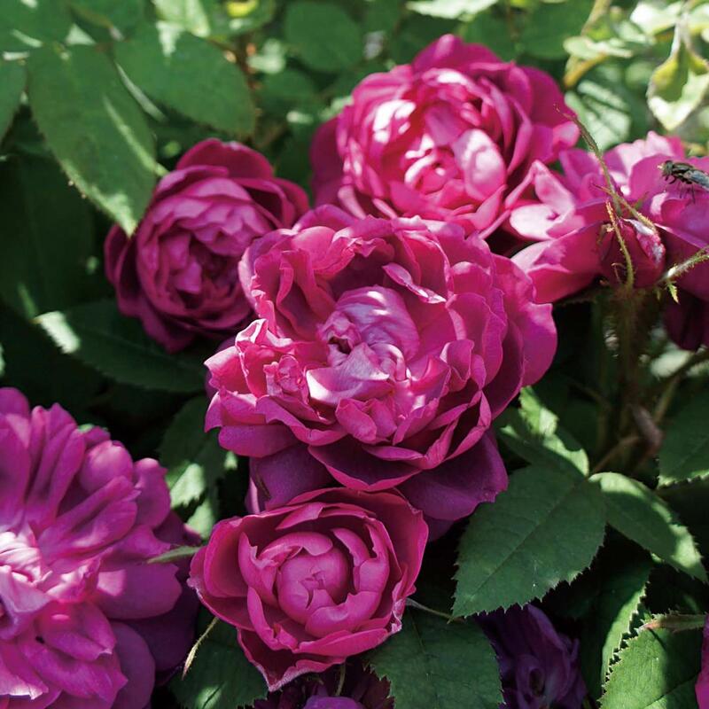 商品情報サイズ鉢サイズ：3.5リットル6号ポット枝の長さ：20〜30cm注意点※品種データーは北海道十勝地方基準です。目安としてご参照ください。※花苗は努めて良質なものをお届け致しますが、色、形、育成については環境、季節により異なります。※...