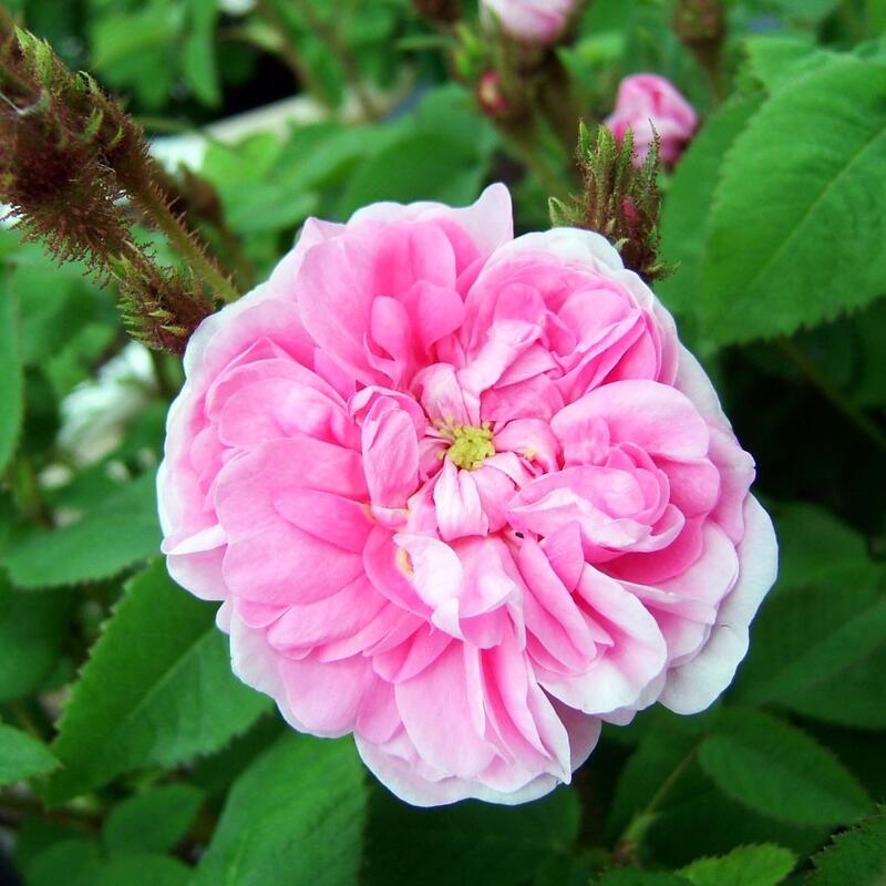 商品情報サイズ鉢サイズ：3.5リットル6号ポット枝の長さ：20〜30cm注意点※品種データーは北海道十勝地方基準です。目安としてご参照ください。※花苗は努めて良質なものをお届け致しますが、色、形、育成については環境、季節により異なります。※...