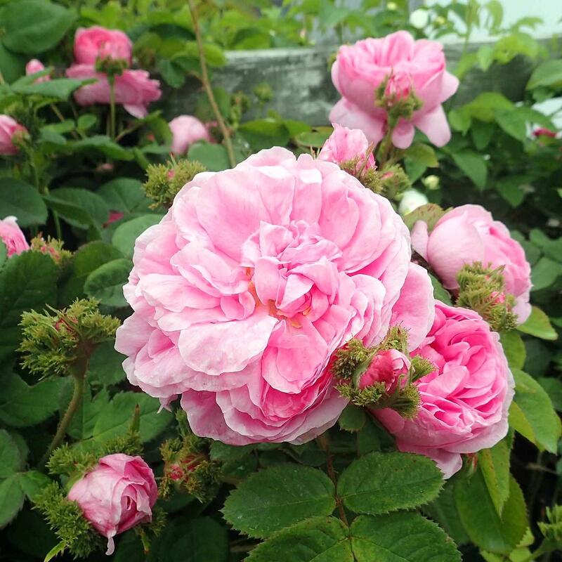 商品情報サイズ鉢サイズ：3.5リットル6号ポット枝の長さ：20〜30cm注意点※品種データーは北海道十勝地方基準です。目安としてご参照ください。※花苗は努めて良質なものをお届け致しますが、色、形、育成については環境、季節により異なります。※...