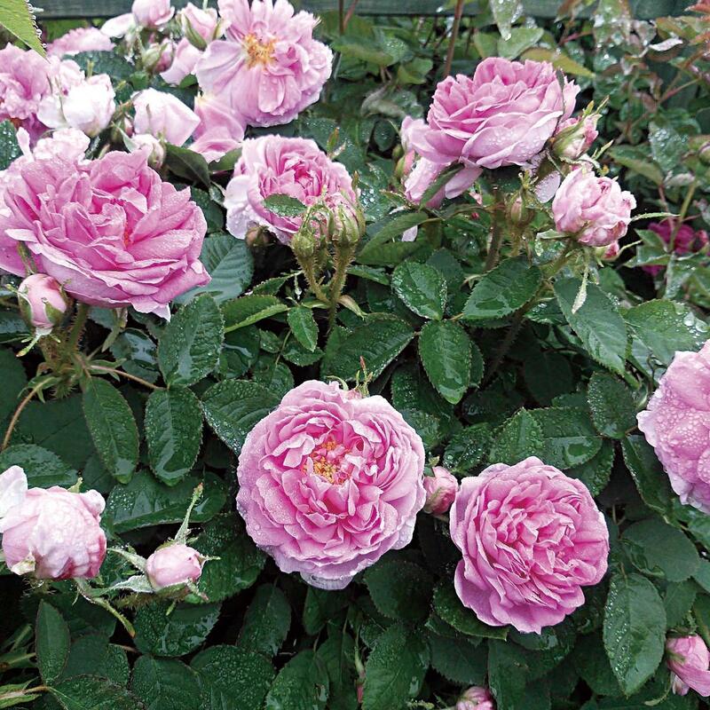 商品情報サイズ鉢サイズ：3.5リットル6号ポット枝の長さ：20〜30cm注意点※品種データーは北海道十勝地方基準です。目安としてご参照ください。※花苗は努めて良質なものをお届け致しますが、色、形、育成については環境、季節により異なります。※...