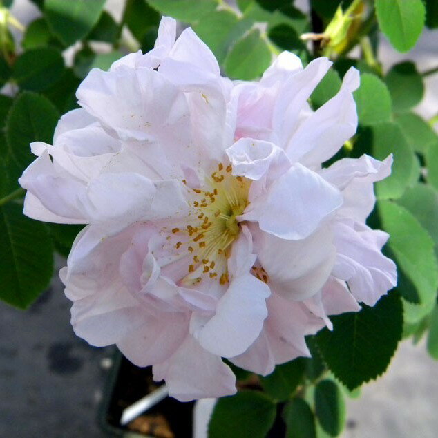 商品情報サイズ鉢サイズ：3.5リットル6号ポット枝の長さ：20〜30cm注意点※品種データーは北海道十勝地方基準です。目安としてご参照ください。※花苗は努めて良質なものをお届け致しますが、色、形、育成については環境、季節により異なります。※...