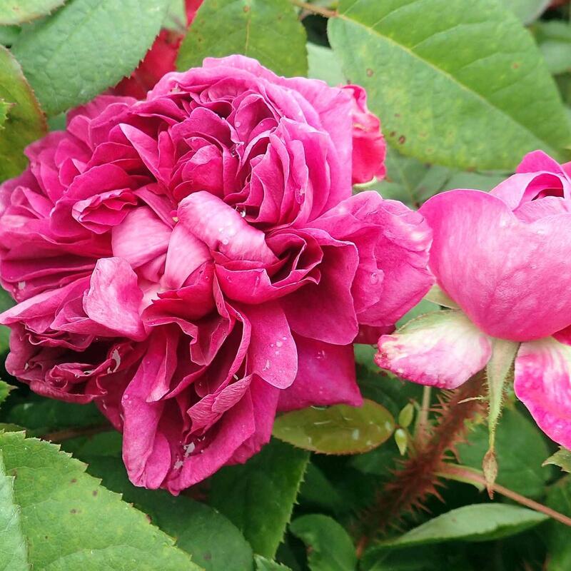 商品情報サイズ鉢サイズ：3.5リットル6号ポット枝の長さ：20〜30cm注意点※品種データーは北海道十勝地方基準です。目安としてご参照ください。※花苗は努めて良質なものをお届け致しますが、色、形、育成については環境、季節により異なります。※...