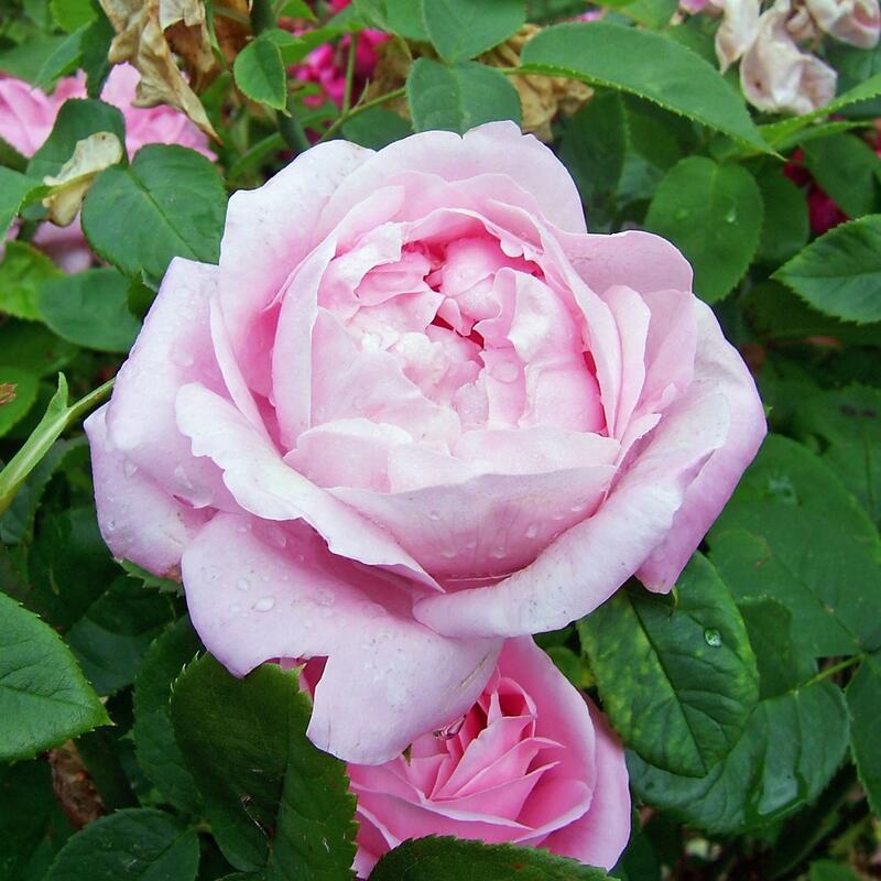 商品情報サイズ鉢サイズ：3.5リットル6号ポット枝の長さ：20〜30cm注意点※品種データーは北海道十勝地方基準です。目安としてご参照ください。※花苗は努めて良質なものをお届け致しますが、色、形、育成については環境、季節により異なります。※...