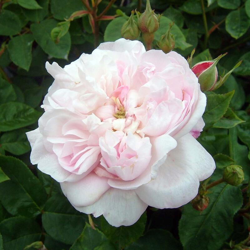 商品情報サイズ鉢サイズ：3.5リットル6号ポット枝の長さ：20〜30cm注意点※品種データーは北海道十勝地方基準です。目安としてご参照ください。※花苗は努めて良質なものをお届け致しますが、色、形、育成については環境、季節により異なります。※...