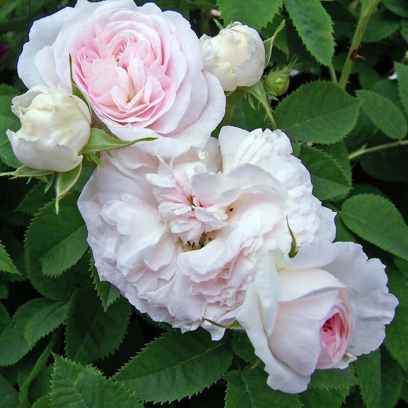 商品情報サイズ鉢サイズ：3.5リットル6号ポット枝の長さ：20〜30cm注意点※品種データーは北海道十勝地方基準です。目安としてご参照ください。※花苗は努めて良質なものをお届け致しますが、色、形、育成については環境、季節により異なります。※...