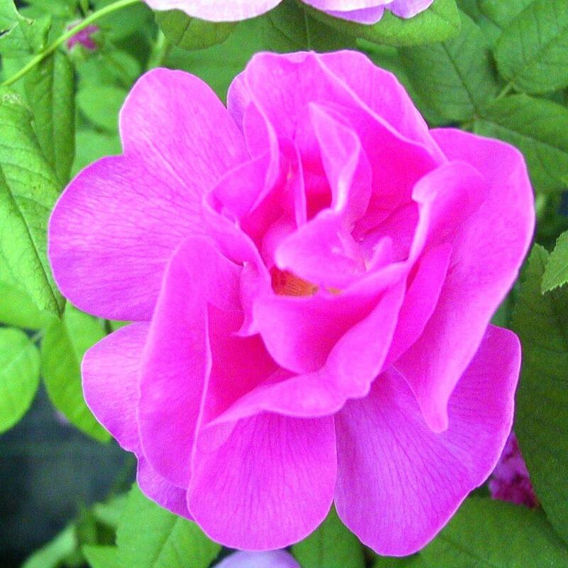 商品情報サイズ鉢サイズ：3.5リットル6号ポット枝の長さ：20〜30cm注意点※品種データーは北海道十勝地方基準です。目安としてご参照ください。※花苗は努めて良質なものをお届け致しますが、色、形、育成については環境、季節により異なります。※...