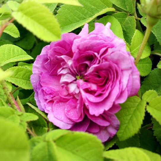 商品情報サイズ鉢サイズ：3.5リットル6号ポット枝の長さ：20〜30cm注意点※品種データーは北海道十勝地方基準です。目安としてご参照ください。※花苗は努めて良質なものをお届け致しますが、色、形、育成については環境、季節により異なります。※...