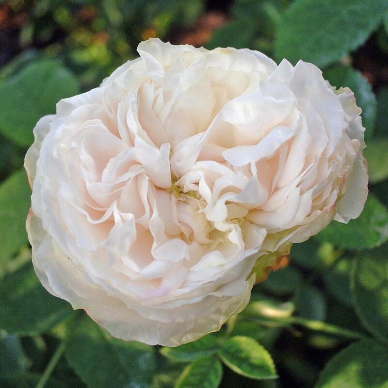 商品情報サイズ鉢サイズ：3.5リットル6号ポット枝の長さ：20〜30cm注意点※品種データーは北海道十勝地方基準です。目安としてご参照ください。※花苗は努めて良質なものをお届け致しますが、色、形、育成については環境、季節により異なります。※...