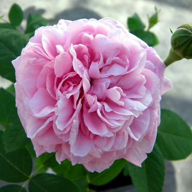 商品情報サイズ鉢サイズ：3.5リットル6号ポット枝の長さ：20〜30cm注意点※品種データーは北海道十勝地方基準です。目安としてご参照ください。※花苗は努めて良質なものをお届け致しますが、色、形、育成については環境、季節により異なります。※...