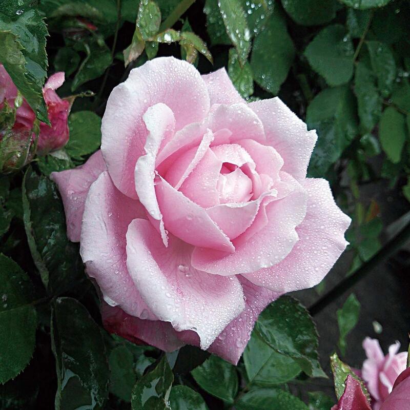 商品情報サイズ鉢サイズ：3.5リットル6号ポット枝の長さ：20〜30cm注意点※品種データーは北海道十勝地方基準です。目安としてご参照ください。※花苗は努めて良質なものをお届け致しますが、色、形、育成については環境、季節により異なります。※...