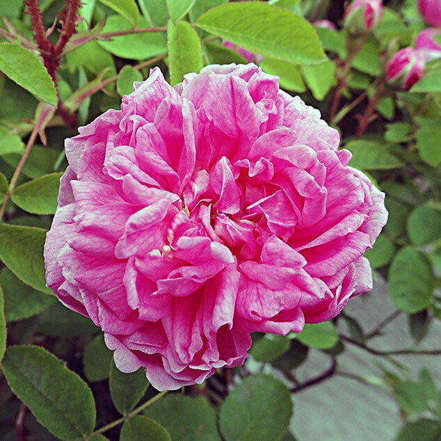 商品情報サイズ鉢サイズ：3.5リットル6号ポット枝の長さ：20〜30cm注意点※品種データーは北海道十勝地方基準です。目安としてご参照ください。※花苗は努めて良質なものをお届け致しますが、色、形、育成については環境、季節により異なります。※...