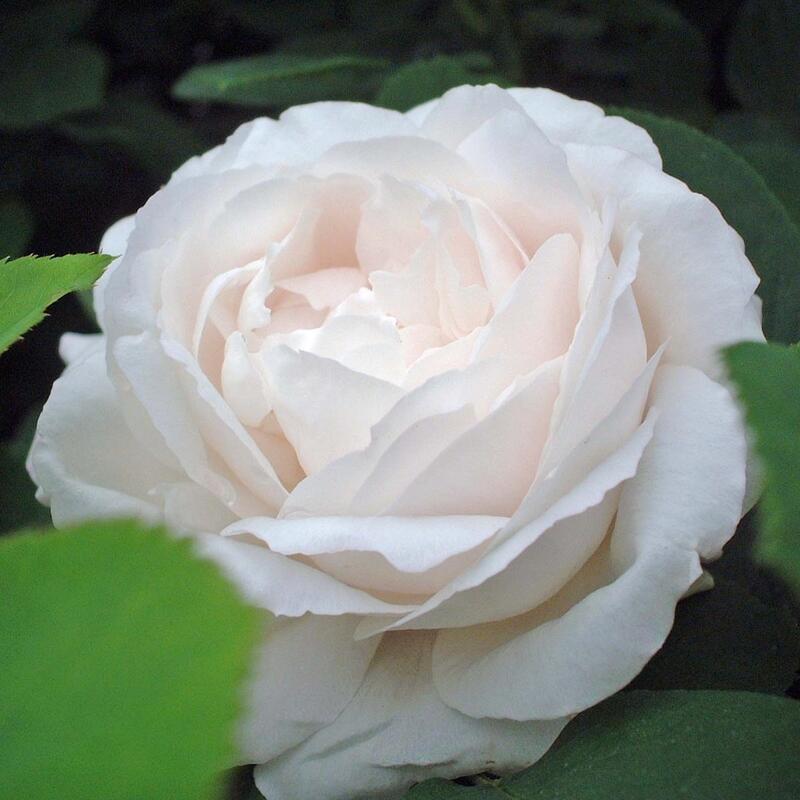 商品情報サイズ鉢サイズ：3.5リットル6号ポット枝の長さ：20〜30cm注意点※品種データーは北海道十勝地方基準です。目安としてご参照ください。※花苗は努めて良質なものをお届け致しますが、色、形、育成については環境、季節により異なります。※...