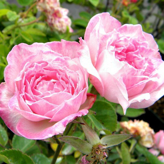 商品情報サイズ鉢サイズ：3.5リットル6号ポット枝の長さ：20〜30cm注意点※品種データーは北海道十勝地方基準です。目安としてご参照ください。※花苗は努めて良質なものをお届け致しますが、色、形、育成については環境、季節により異なります。※...