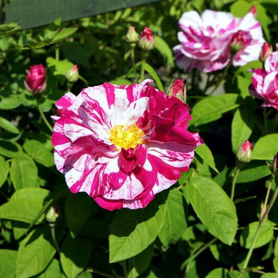 商品情報サイズ鉢サイズ：3.5リットル6号ポット枝の長さ：20〜30cm注意点※品種データーは北海道十勝地方基準です。目安としてご参照ください。※花苗は努めて良質なものをお届け致しますが、色、形、育成については環境、季節により異なります。※...