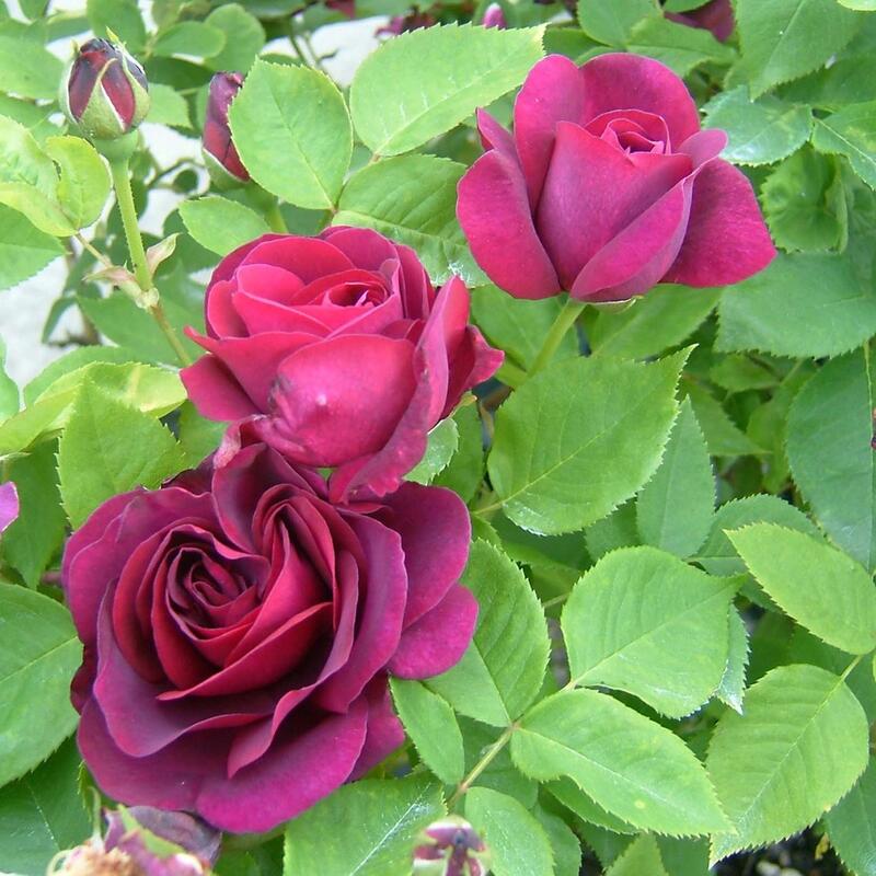 商品情報サイズ鉢サイズ：3.5リットル6号ポット枝の長さ：20〜30cm注意点※品種データーは北海道十勝地方基準です。目安としてご参照ください。※花苗は努めて良質なものをお届け致しますが、色、形、育成については環境、季節により異なります。※...