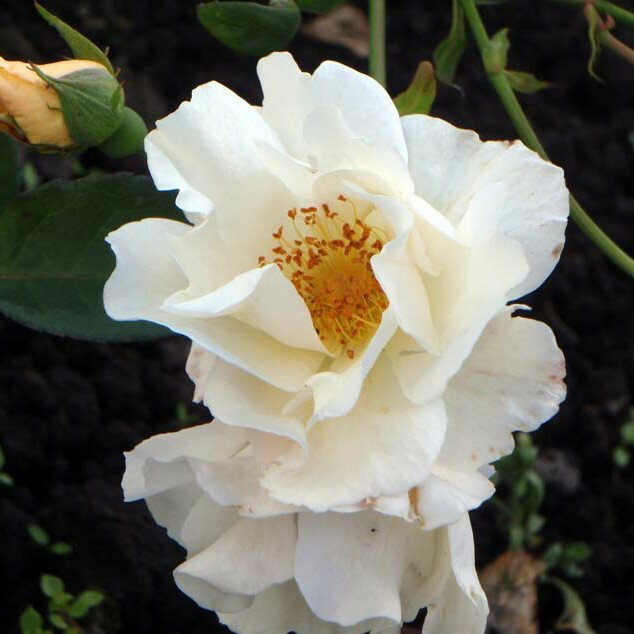 商品情報サイズ鉢サイズ：3.5リットル6号ポット枝の長さ：20〜30cm注意点※品種データーは北海道十勝地方基準です。目安としてご参照ください。※花苗は努めて良質なものをお届け致しますが、色、形、育成については環境、季節により異なります。※...