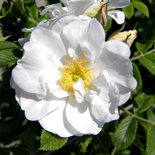 商品情報サイズ鉢サイズ：3.5リットル6号ポット枝の長さ：20〜30cm注意点※品種データーは北海道十勝地方基準です。目安としてご参照ください。※花苗は努めて良質なものをお届け致しますが、色、形、育成については環境、季節により異なります。※...