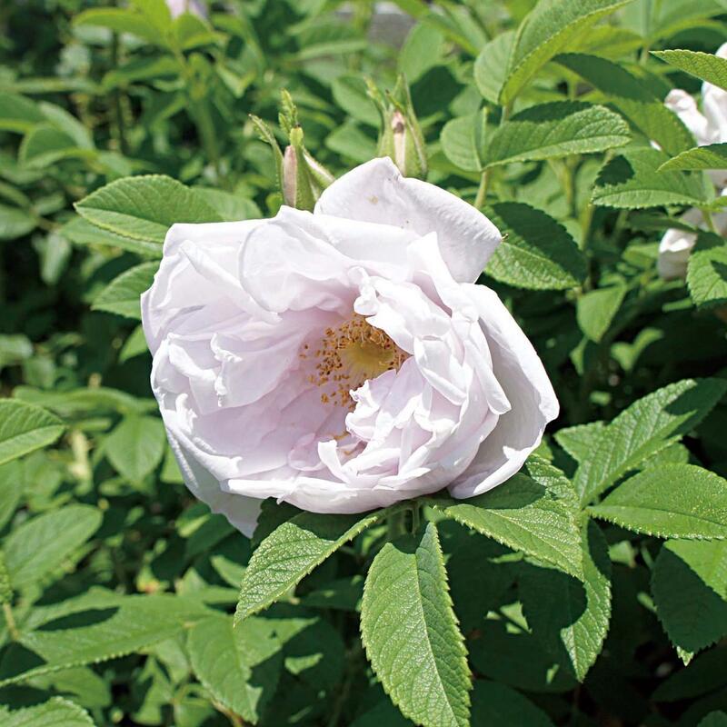 商品情報サイズ鉢サイズ：3.5リットル6号ポット枝の長さ：20〜30cm注意点※品種データーは北海道十勝地方基準です。目安としてご参照ください。※花苗は努めて良質なものをお届け致しますが、色、形、育成については環境、季節により異なります。※...