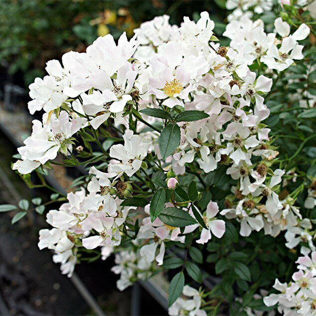 商品情報サイズ鉢サイズ：3.5リットル6号ポット枝の長さ：20〜30cm注意点※品種データーは北海道十勝地方基準です。目安としてご参照ください。※花苗は努めて良質なものをお届け致しますが、色、形、育成については環境、季節により異なります。※...