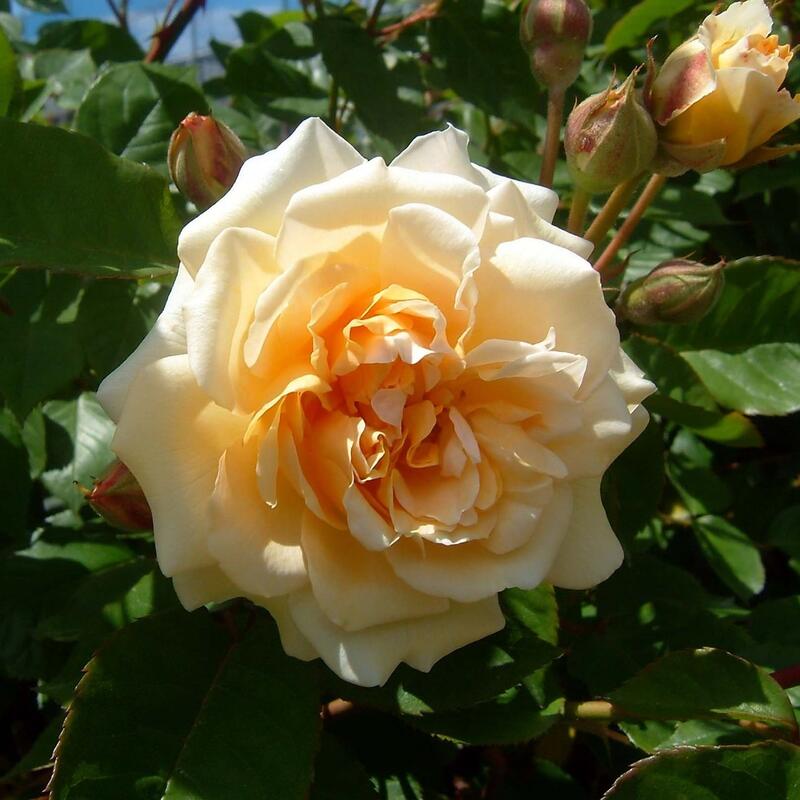 商品情報サイズ鉢サイズ：3.5リットル6号ポット枝の長さ：20〜30cm注意点※品種データーは北海道十勝地方基準です。目安としてご参照ください。※花苗は努めて良質なものをお届け致しますが、色、形、育成については環境、季節により異なります。※...