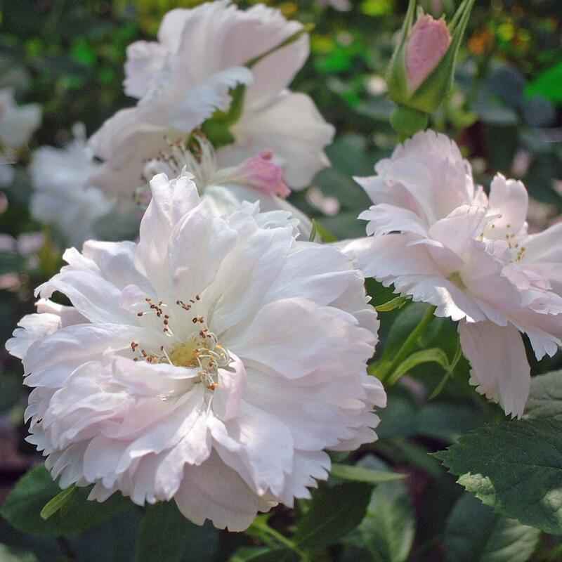 商品情報サイズ鉢サイズ：3.5リットル6号ポット枝の長さ：20〜30cm注意点※品種データーは北海道十勝地方基準です。目安としてご参照ください。※花苗は努めて良質なものをお届け致しますが、色、形、育成については環境、季節により異なります。※...