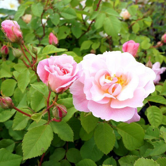 商品情報サイズ鉢サイズ：3.5リットル6号ポット枝の長さ：20〜30cm注意点※品種データーは北海道十勝地方基準です。目安としてご参照ください。※花苗は努めて良質なものをお届け致しますが、色、形、育成については環境、季節により異なります。※...