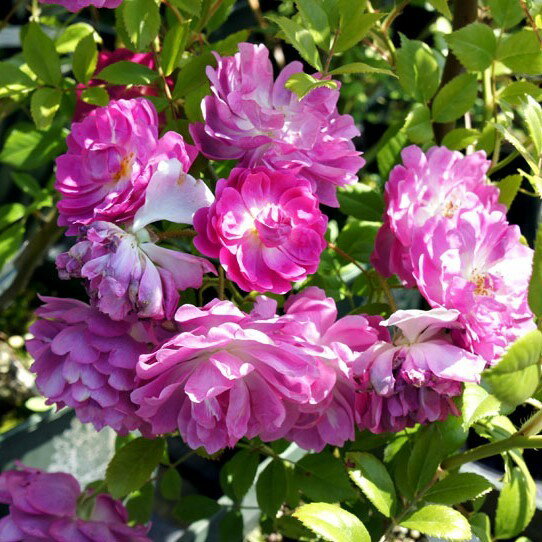 商品情報サイズ鉢サイズ：3.5リットル6号ポット枝の長さ：20〜30cm注意点※品種データーは北海道十勝地方基準です。目安としてご参照ください。※花苗は努めて良質なものをお届け致しますが、色、形、育成については環境、季節により異なります。※...