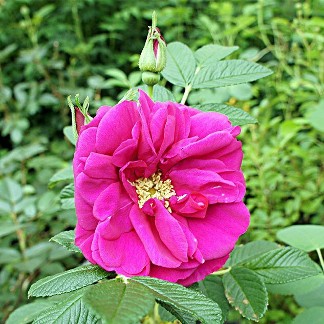 商品情報サイズ鉢サイズ：3.5リットル6号ポット枝の長さ：20〜30cm注意点※品種データーは北海道十勝地方基準です。目安としてご参照ください。※花苗は努めて良質なものをお届け致しますが、色、形、育成については環境、季節により異なります。※...