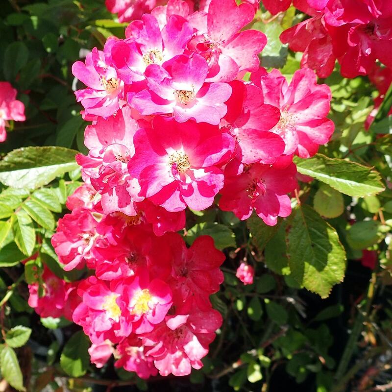 商品情報サイズ鉢サイズ：3.5リットル6号ポット枝の長さ：20〜30cm注意点※品種データーは北海道十勝地方基準です。目安としてご参照ください。※花苗は努めて良質なものをお届け致しますが、色、形、育成については環境、季節により異なります。※...