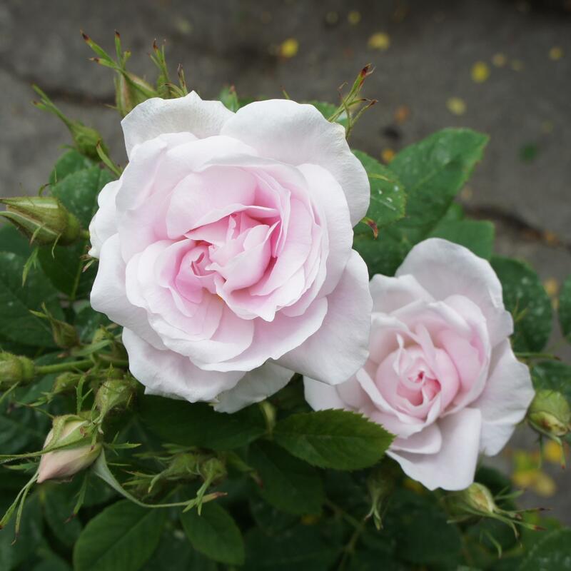 商品情報サイズ鉢サイズ：3.5リットル6号ポット枝の長さ：20〜30cm注意点※品種データーは北海道十勝地方基準です。目安としてご参照ください。※花苗は努めて良質なものをお届け致しますが、色、形、育成については環境、季節により異なります。※...