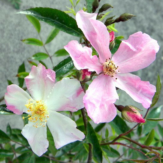 商品情報サイズ鉢サイズ：3.5リットル6号ポット枝の長さ：20〜30cm注意点※品種データーは北海道十勝地方基準です。目安としてご参照ください。※花苗は努めて良質なものをお届け致しますが、色、形、育成については環境、季節により異なります。※...