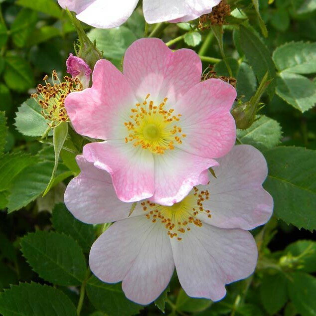 商品情報サイズ鉢サイズ：3.5リットル6号ポット枝の長さ：20〜30cm注意点※品種データーは北海道十勝地方基準です。目安としてご参照ください。※花苗は努めて良質なものをお届け致しますが、色、形、育成については環境、季節により異なります。※...