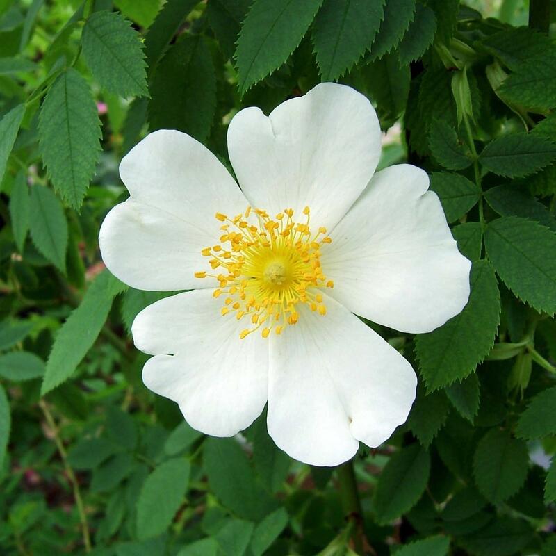 商品情報サイズ鉢サイズ：3.5リットル6号ポット枝の長さ：20〜30cm注意点※品種データーは北海道十勝地方基準です。目安としてご参照ください。※花苗は努めて良質なものをお届け致しますが、色、形、育成については環境、季節により異なります。※...