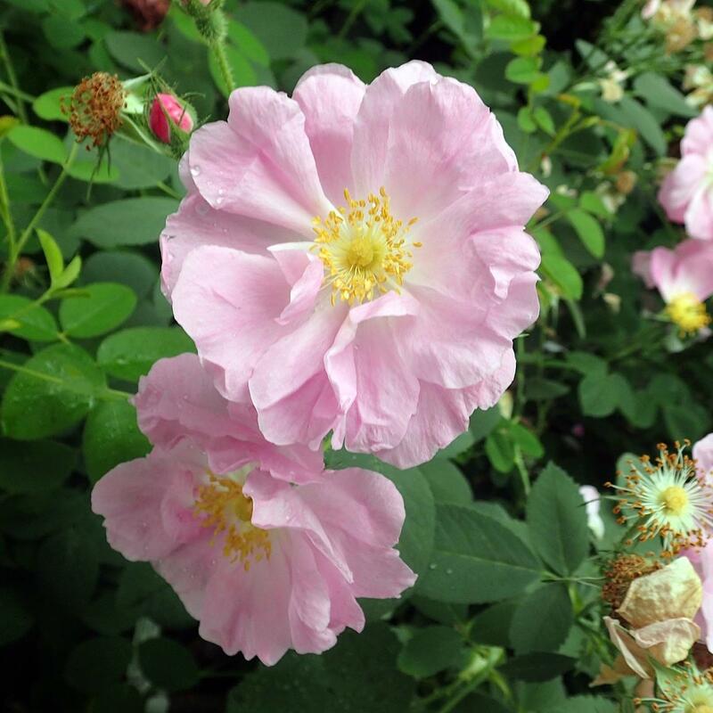 商品情報サイズ鉢サイズ：3.5リットル6号ポット枝の長さ：20〜30cm注意点※品種データーは北海道十勝地方基準です。目安としてご参照ください。※花苗は努めて良質なものをお届け致しますが、色、形、育成については環境、季節により異なります。※...