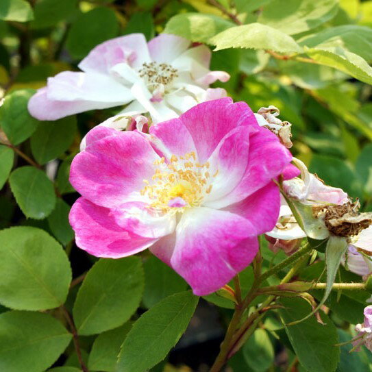 商品情報サイズ鉢サイズ：3.5リットル6号ポット枝の長さ：20〜30cm注意点※品種データーは北海道十勝地方基準です。目安としてご参照ください。※花苗は努めて良質なものをお届け致しますが、色、形、育成については環境、季節により異なります。※...