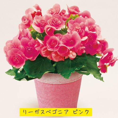 ■品名：5号鉢 ■商品内容：5号鉢、バスケット、母の日カード、お手入れのしおり ※つばみを含んだ状態でのお届けになります。 ※商品画像はイメージです。 ※賞味期間は製造・加工日より180日未満の商品について記載しており、180日以上の商品は...