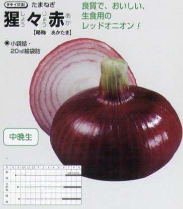 良質のおいしい生食用のレッドオニオン。外皮は美しい濃赤紫色。玉は厚みのある扁円球で、一球平均320gの大玉によく揃う。